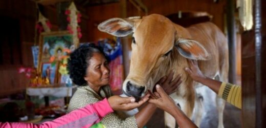 Woman married cow after it kissed her and claims it's her husband ...