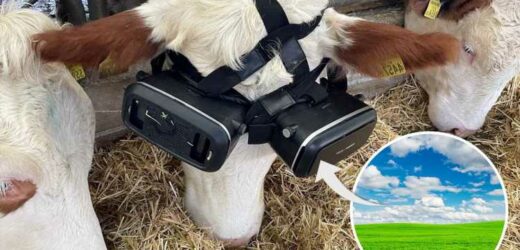 Cows cooped up for winter fitted with virtual reality goggles — so they ...