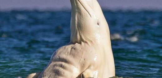 From ripped squirrels to buff giraffes… these insanely muscly animals ...