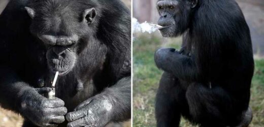 Heartbreaking story of Azalea the chain-smoking chimp who puffed 40-a ...