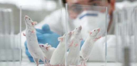 How to live longer: Scientists REVERSE ageing in elderly mice with ...