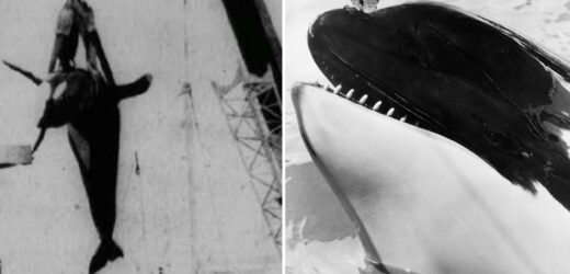 Heartbreaking story of killer whale named Hugo who ‘killed himself’ by ...