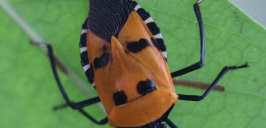 Stinking insect dubbed ‘Hitler Bug’ after resemblance to Nazi dictator ...