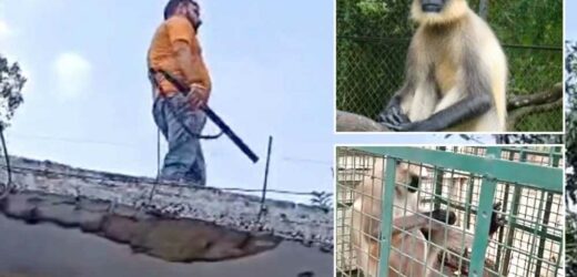 ‘World’s most wanted monkey’ is finally ‘arrested’ after attacking 20 ...
